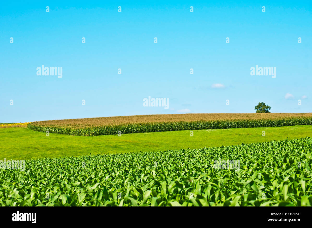 C4 Plant High Resolution Stock Photography and Images - Alamy