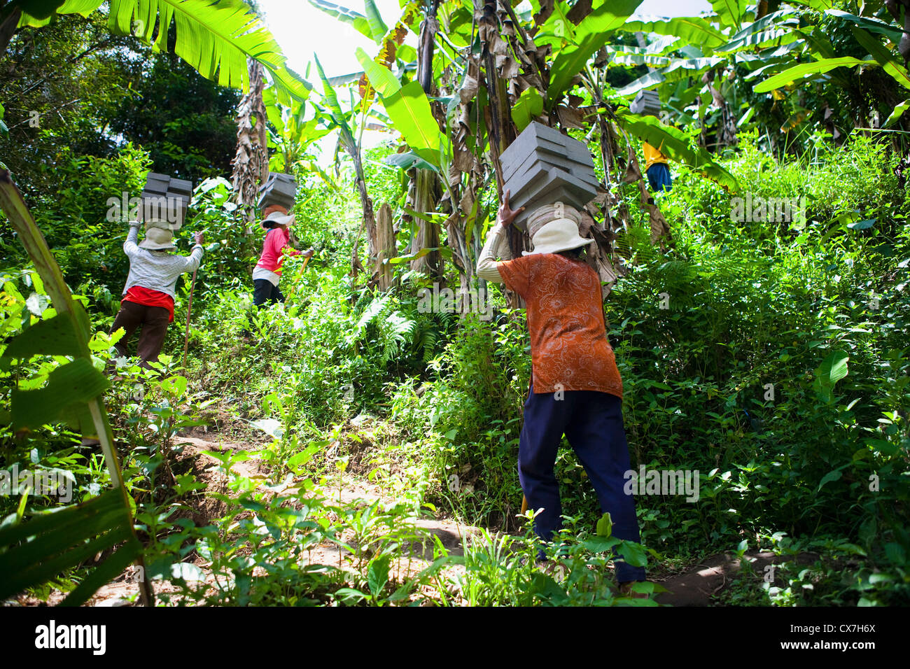 Woman Carrying Heavy Cement Blocks In Their Heads; Bali, Indonesia ...