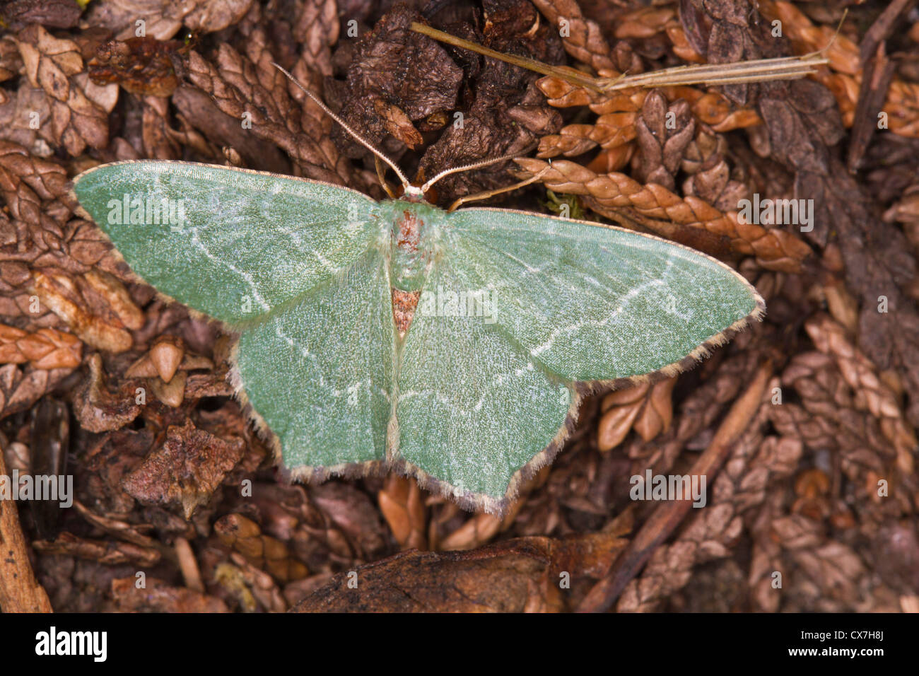 Common Emerald (Hemithea aestivaria) moth Stock Photo - Alamy