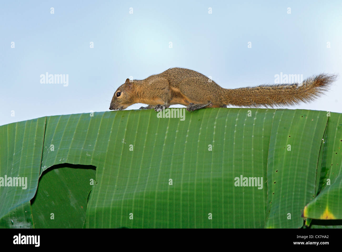 Balinese Plantain Squirrel, Callosciurus notatus. Ubud, Bali, Indonesia ...