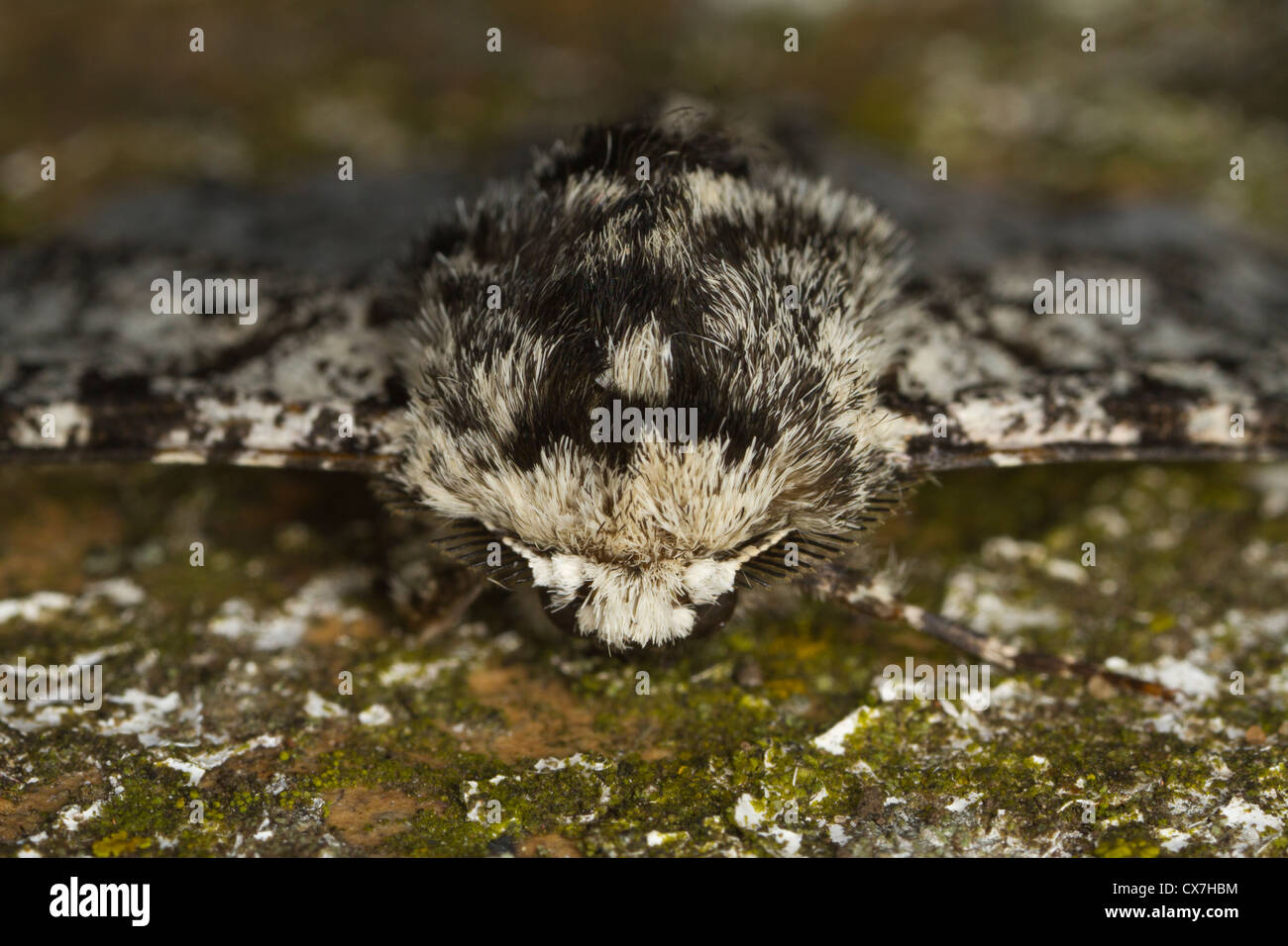 Peppered Moth (Biston betularia Stock Photo - Alamy