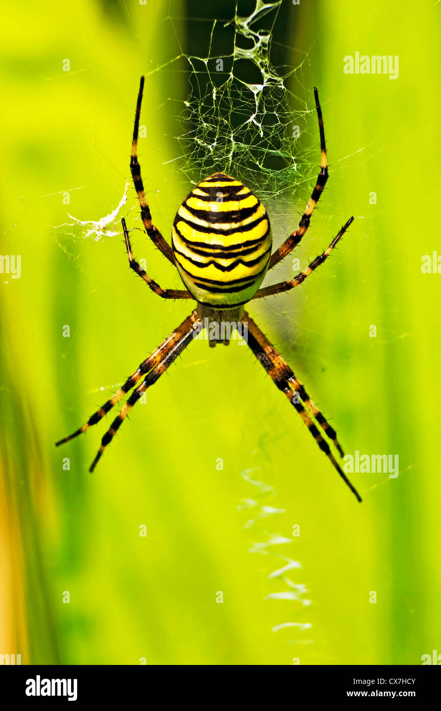 Wasp spider Argiope bruennichi Stock Photo - Alamy