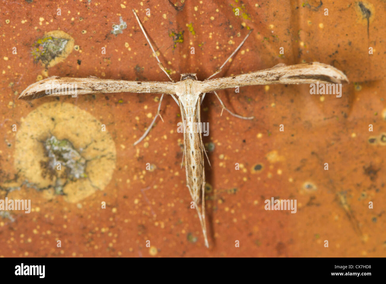 Common Plume Moth (Emmelina monodactyla) resting on a flower pot Stock ...