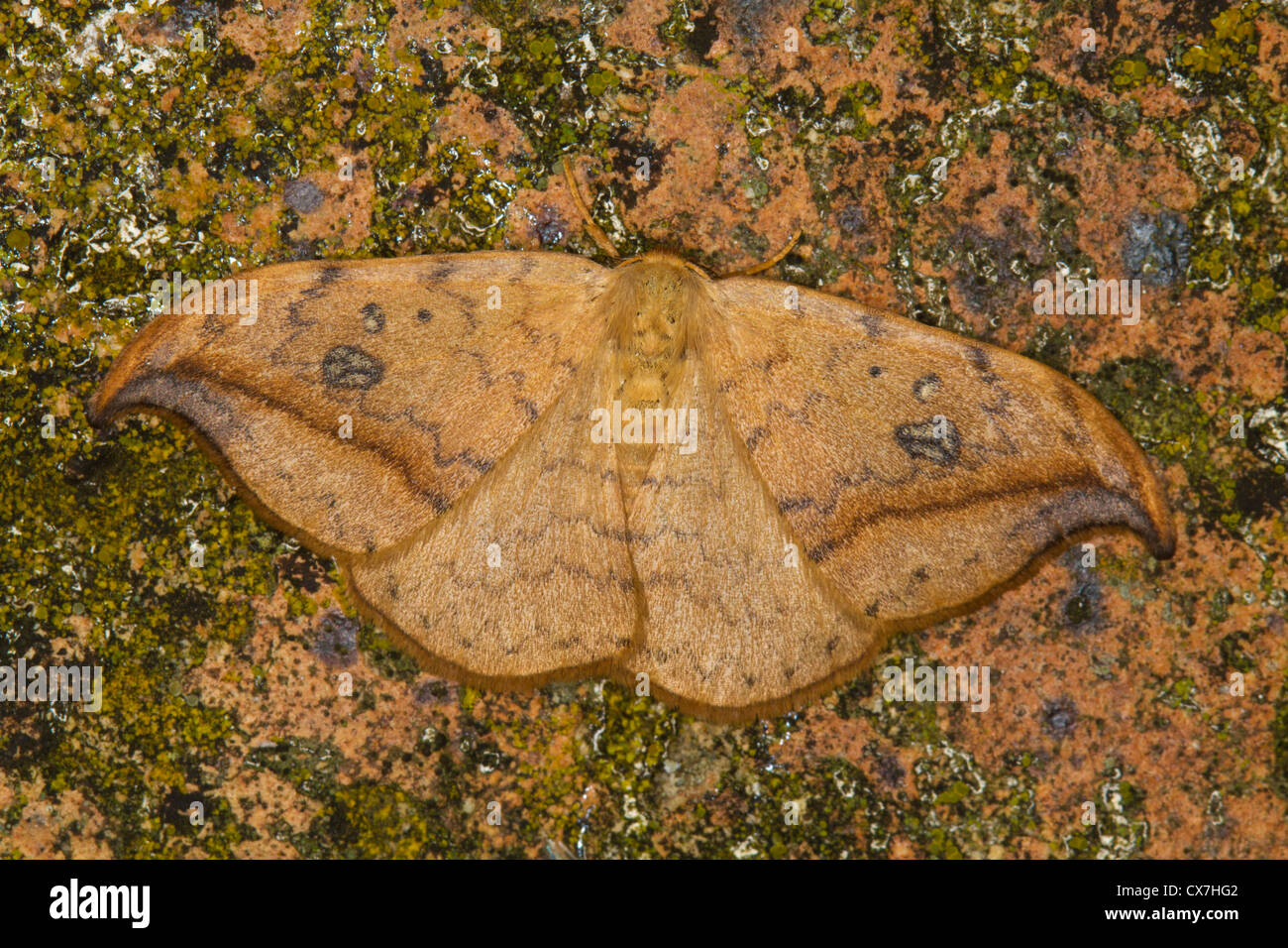 Pebble Hook-tip (Drepana falcataria Stock Photo - Alamy