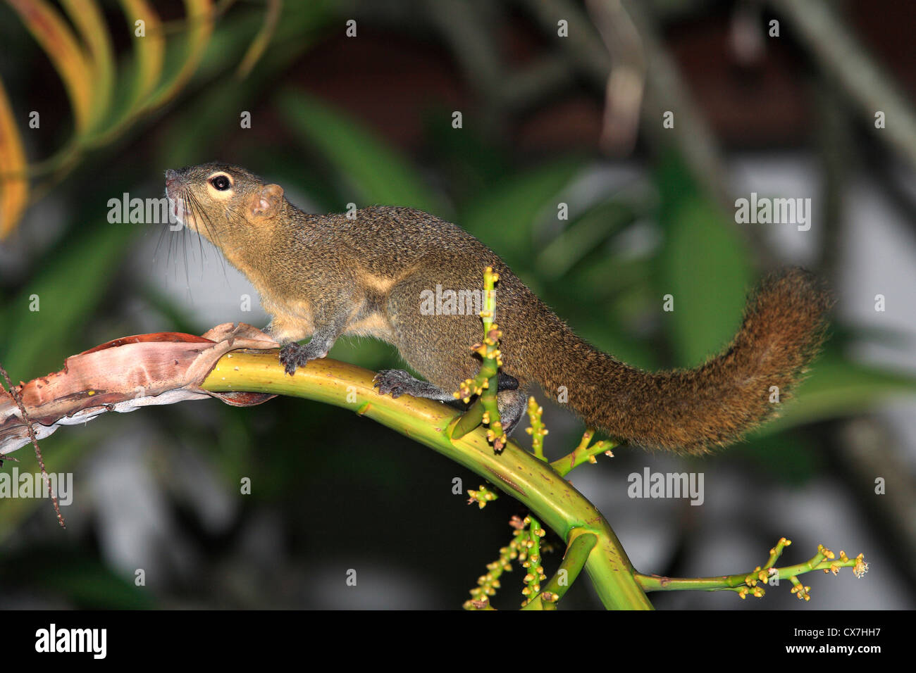 Balinese Plantain Squirrel, Callosciurus notatus. Legian, Bali ...