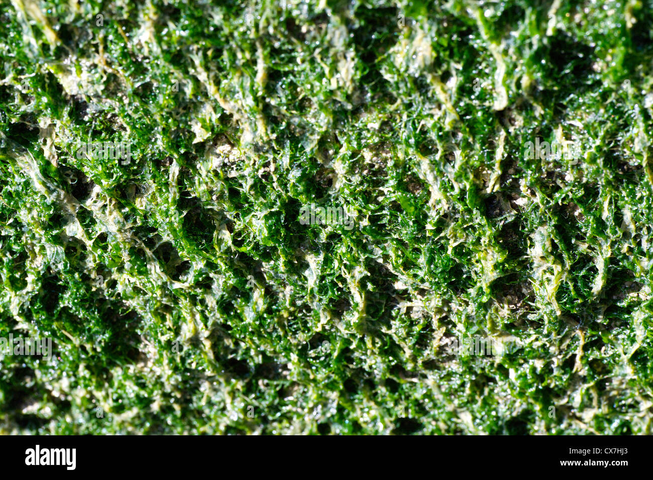 An extreme close-up of algae Stock Photo - Alamy