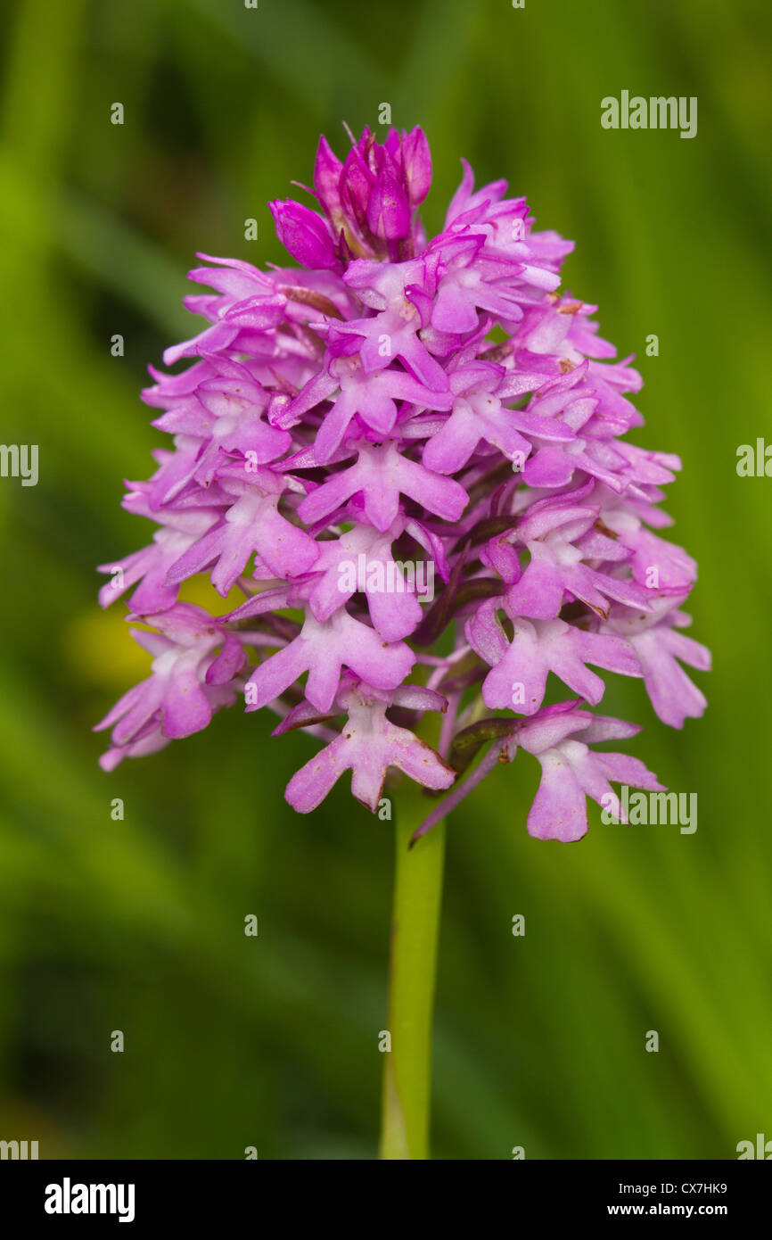 Orchid spike flower hi-res stock photography and images - Alamy