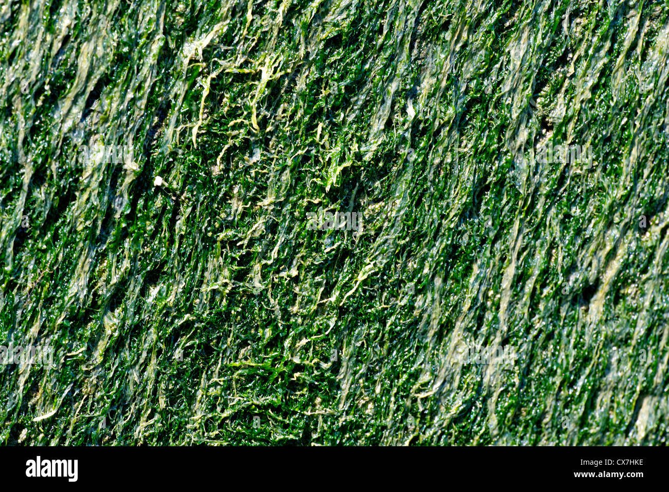 An extreme close-up of algae Stock Photo - Alamy