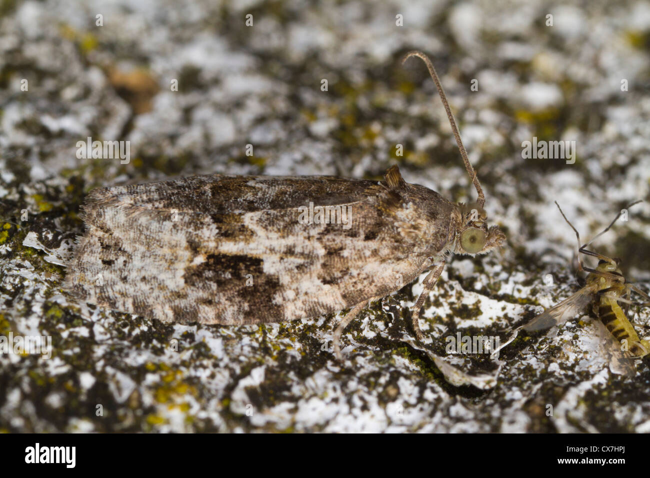 Apotomis lineana hi-res stock photography and images - Alamy