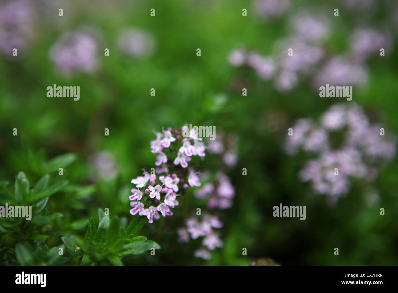 Thyme france hi-res stock photography and images - Alamy