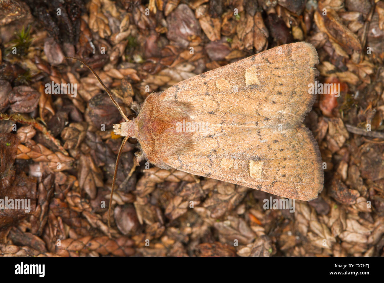 Square-spot Rustic (Xestia xanthographa) moth Stock Photo - Alamy