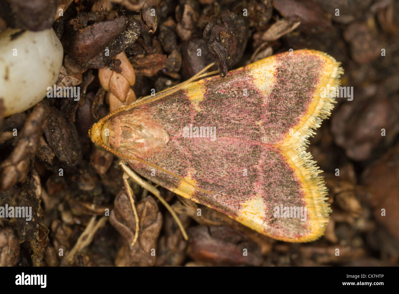 Gold triangle moth hi-res stock photography and images - Alamy