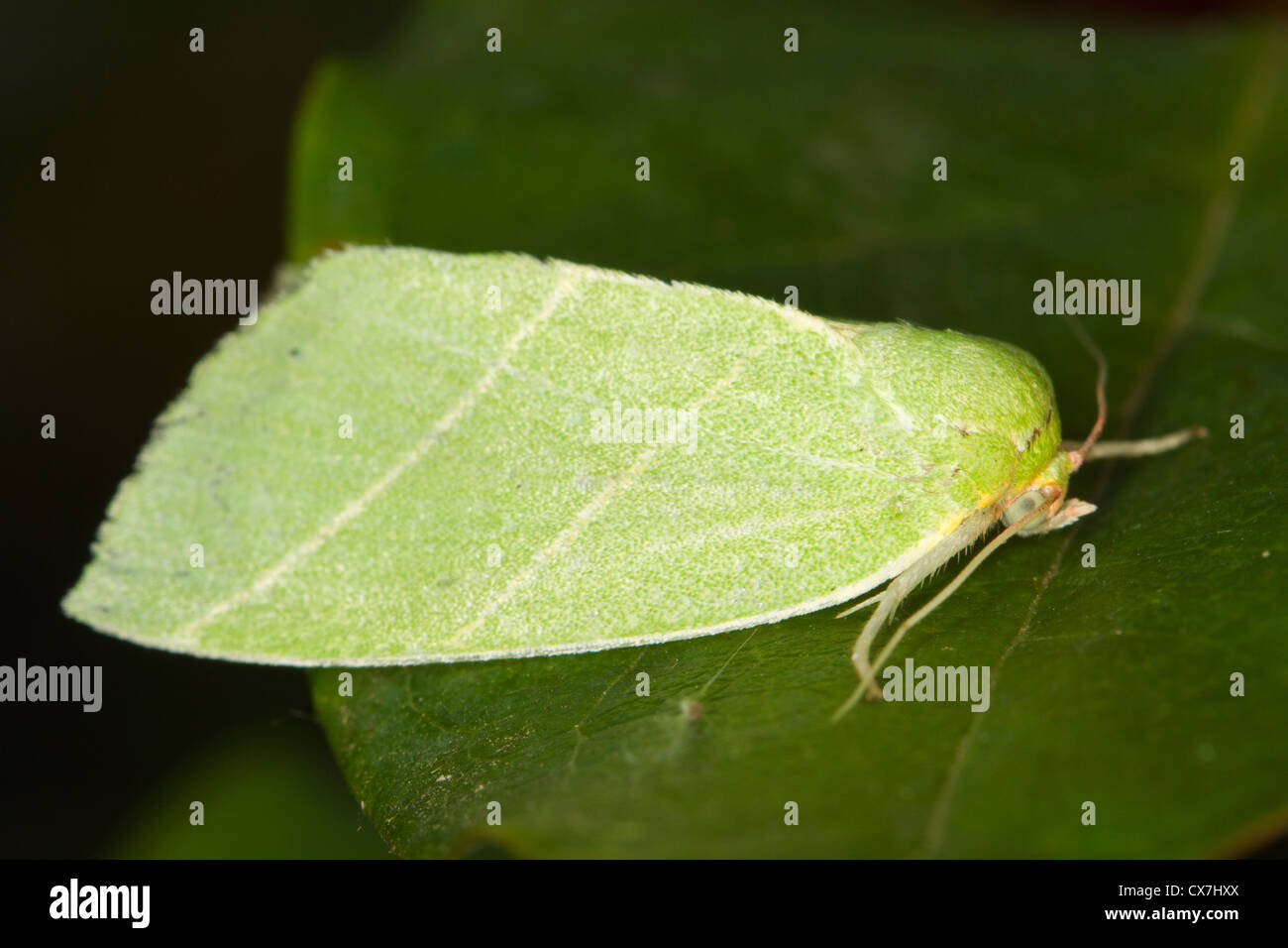Silver Moth Stock Photos & Silver Moth Stock Images - Alamy