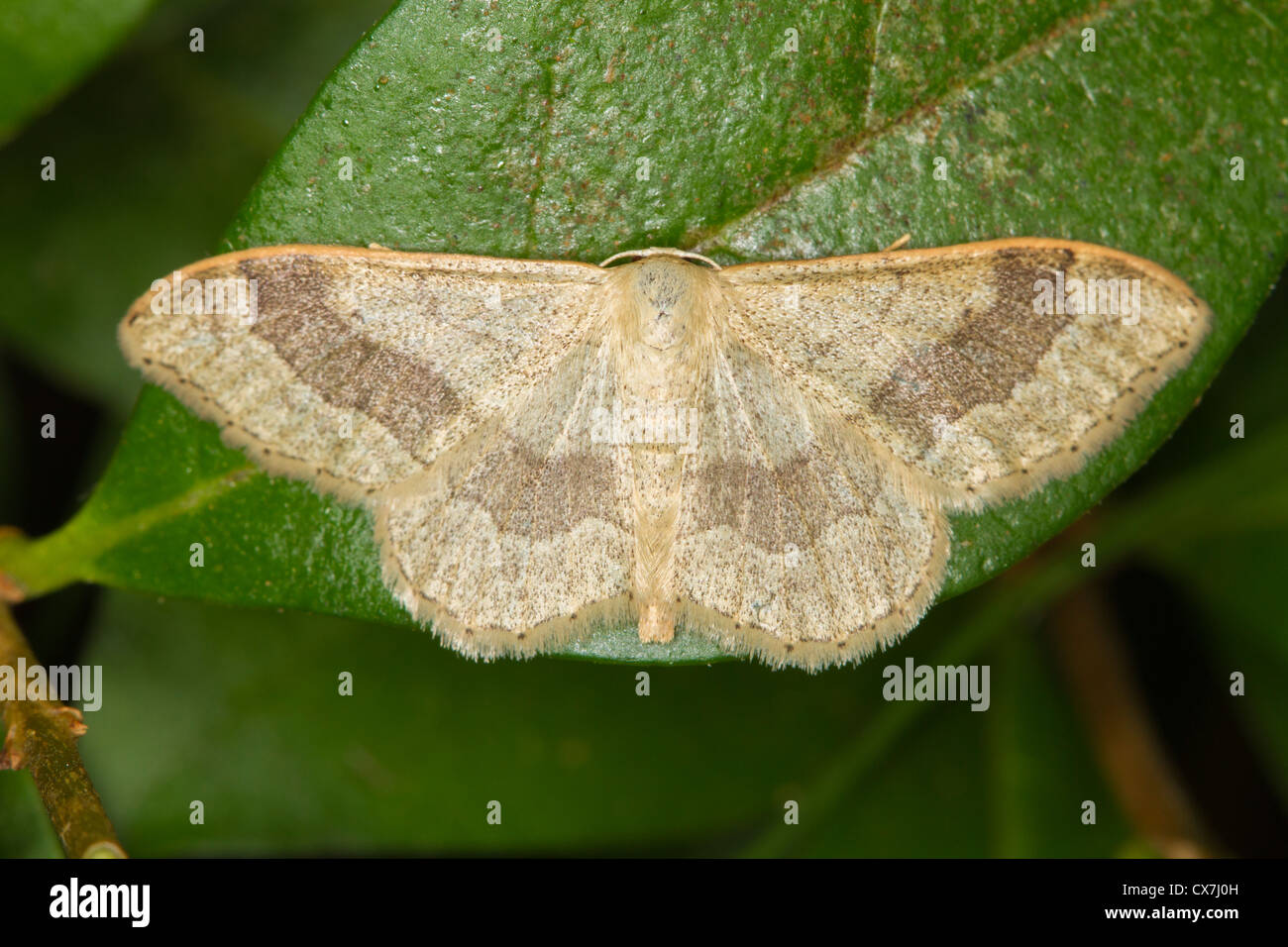 Riband Wave (Idaea aversata) moth Stock Photo - Alamy