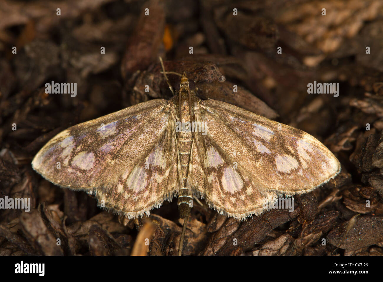Anania coronata (syn. Phlyctaenia coronata) moth Stock Photo - Alamy