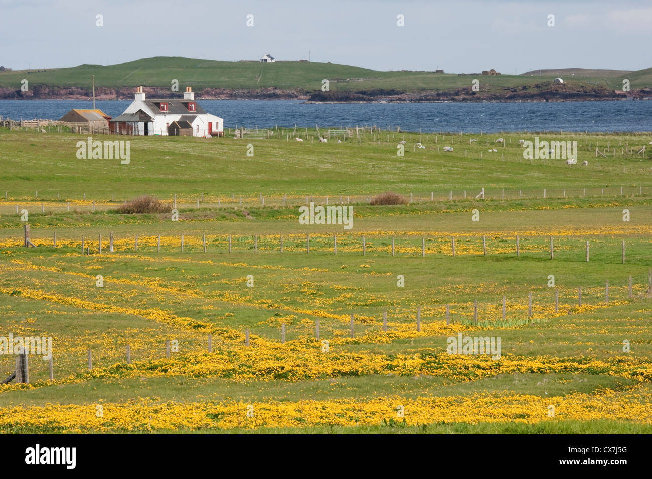 Marsh marigold scotland hi-res stock photography and images - Alamy