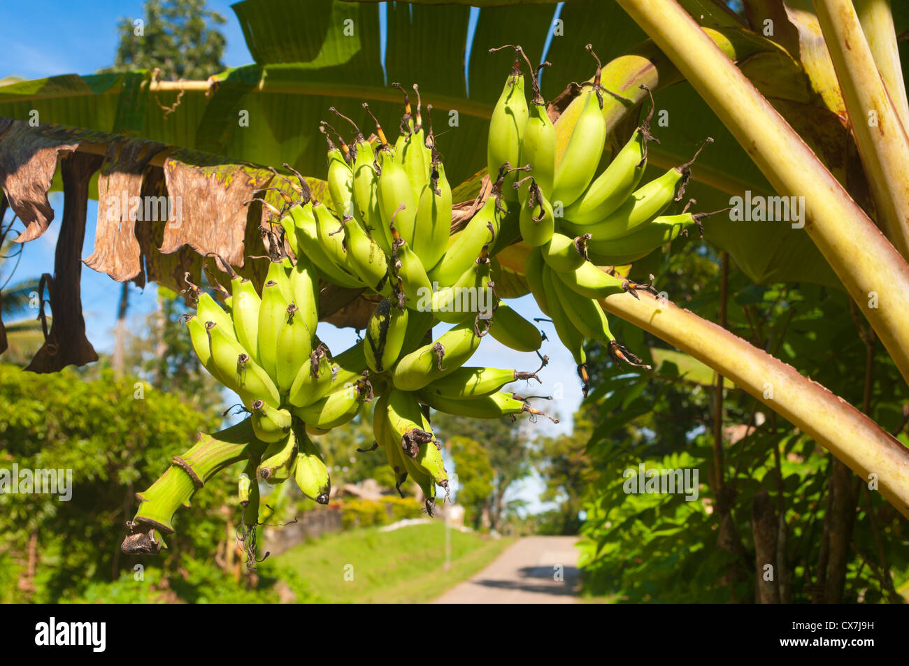 bunch of ripening bananas on a tree Stock Photo - Alamy