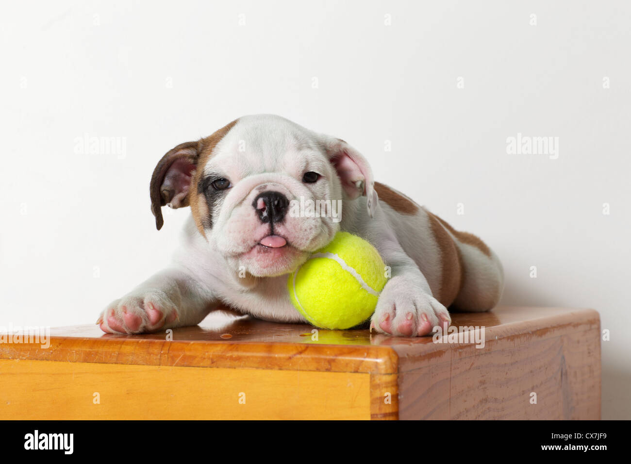 English Bulldog Puppy with Tennis Ball Stock Photo - Alamy