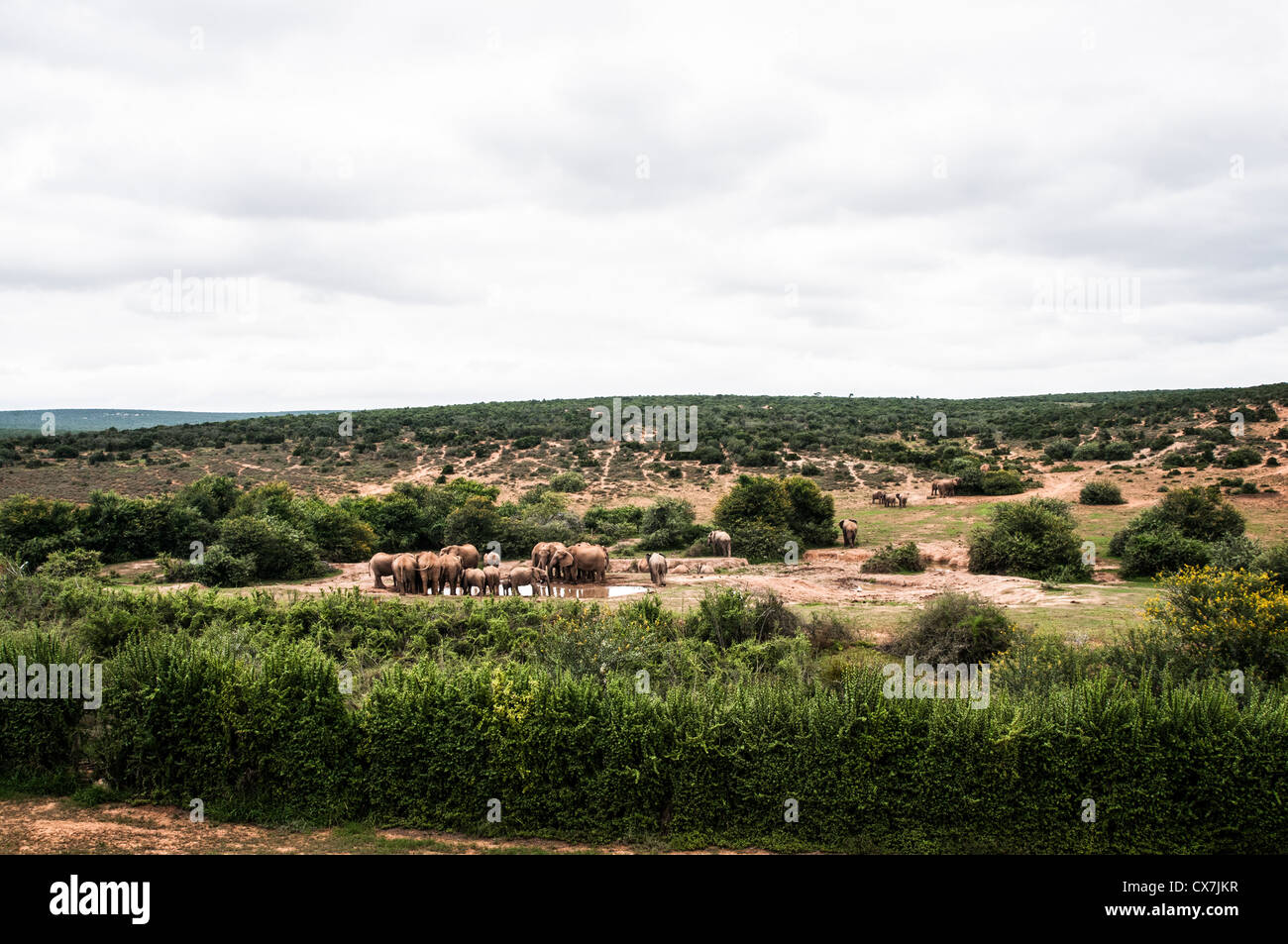 Addo National Park Stock Photo - Alamy