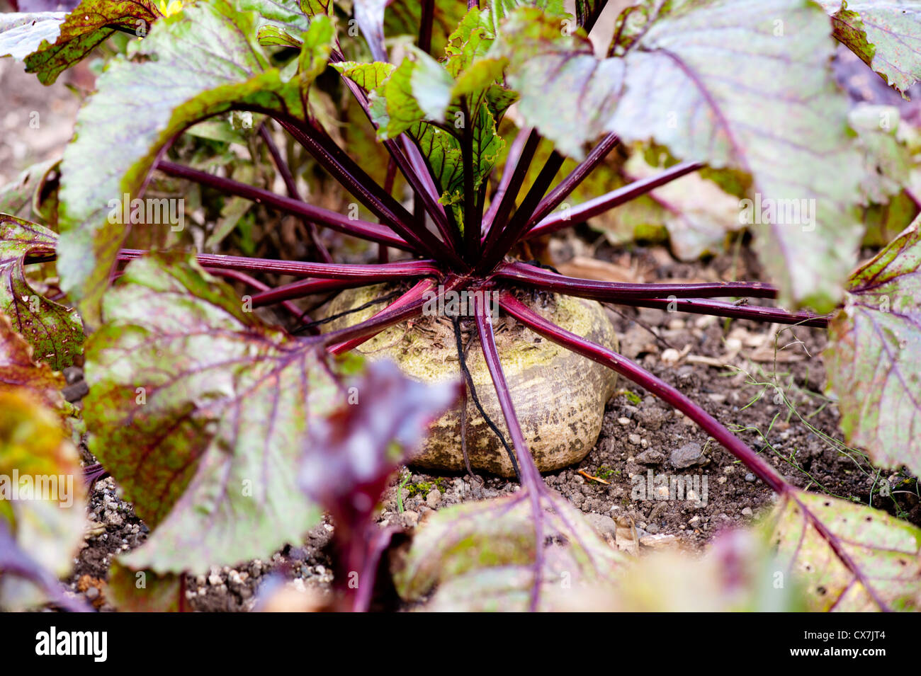 Beetroot in a vegetable garden Stock Photo - Alamy
