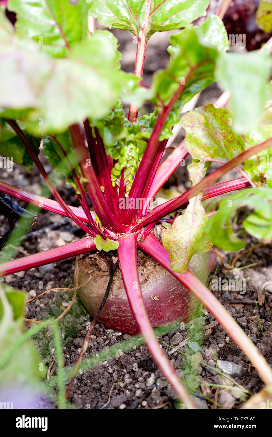 Beetroot in a vegetable garden Stock Photo - Alamy