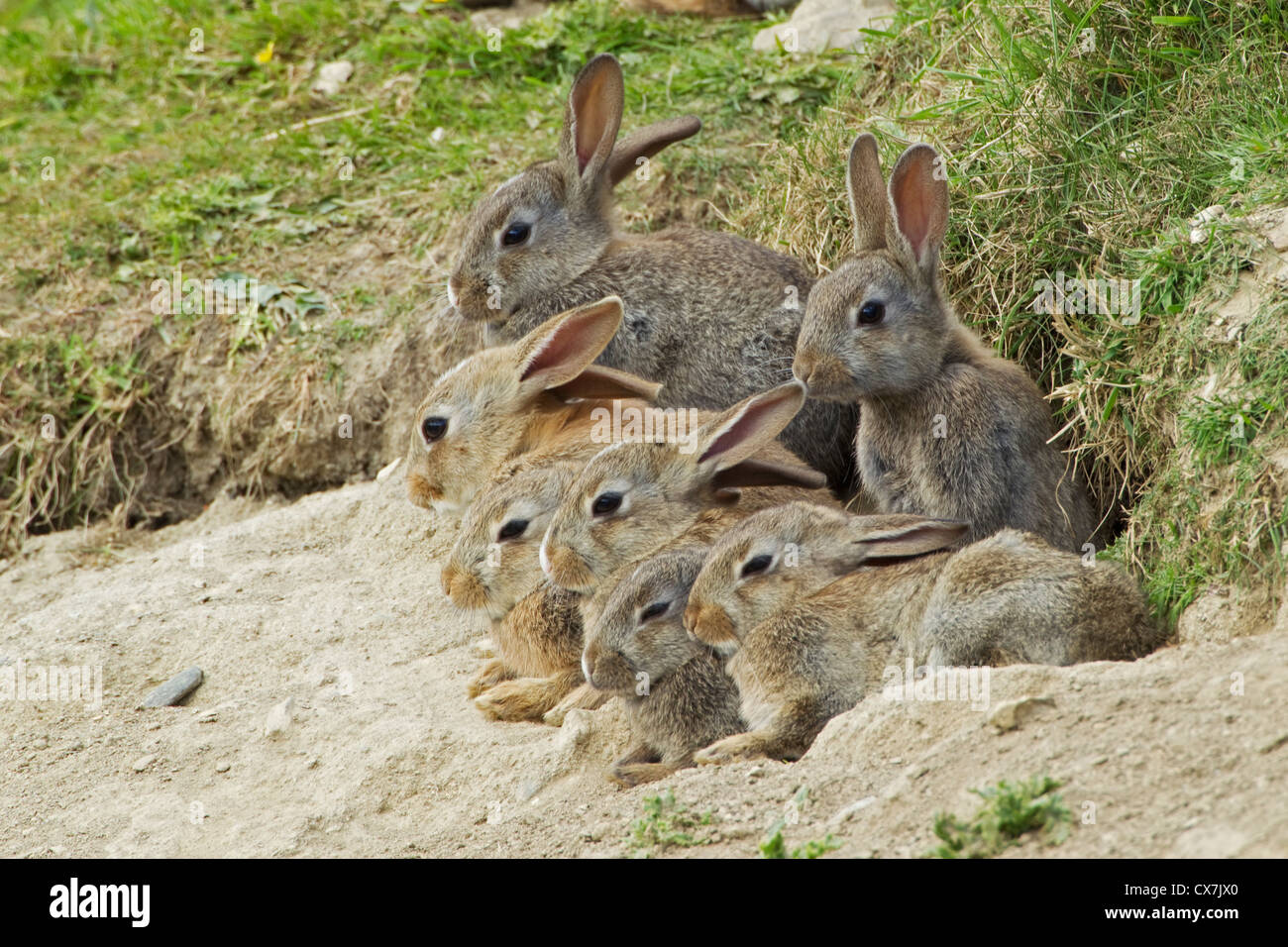 Cute Rabbits High Resolution Stock Photography and Images - Alamy