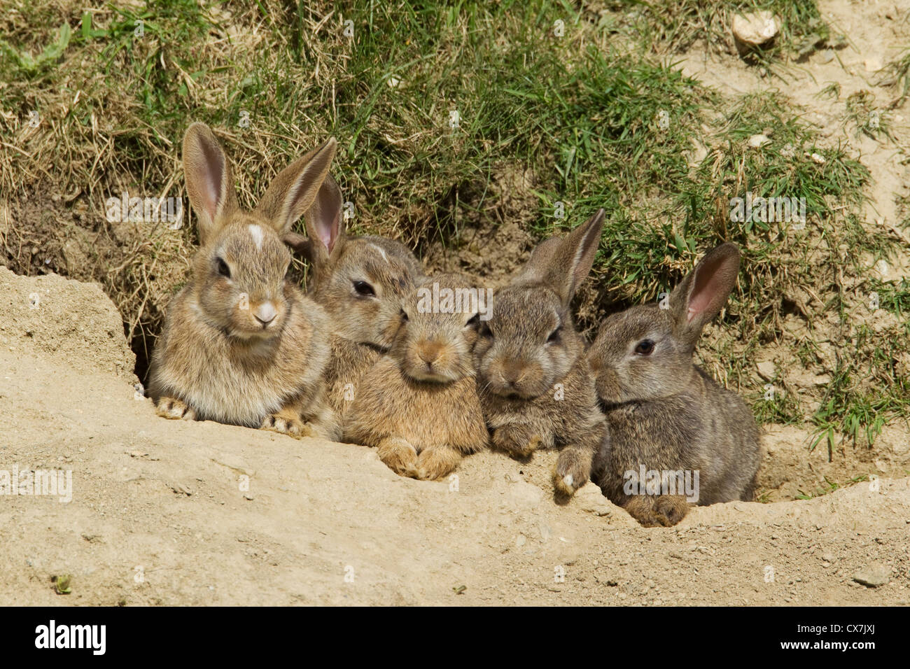 British Isles Fauna High Resolution Stock Photography and Images - Alamy