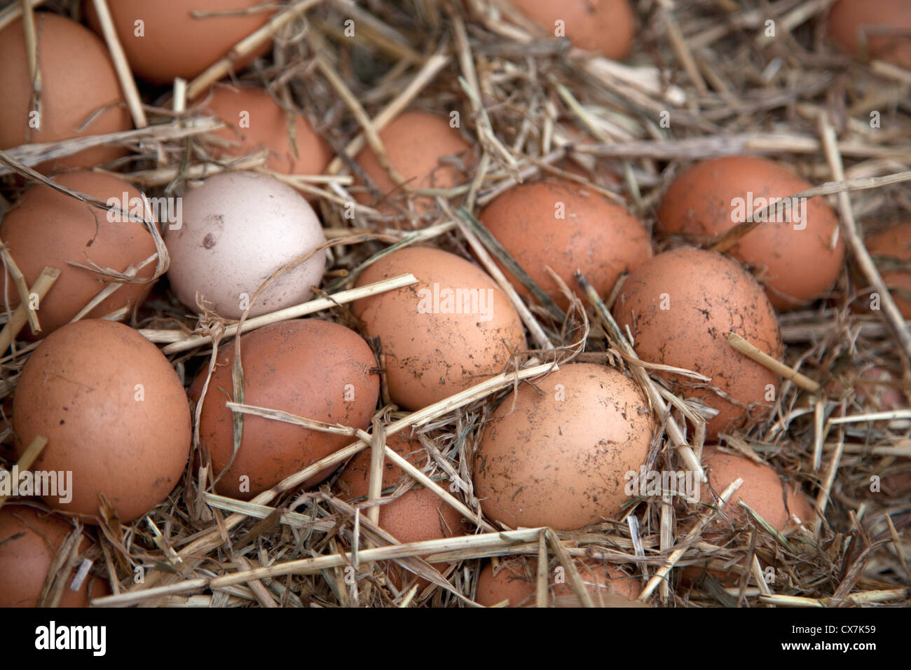 Collection of fresh farm eggs Stock Photo - Alamy