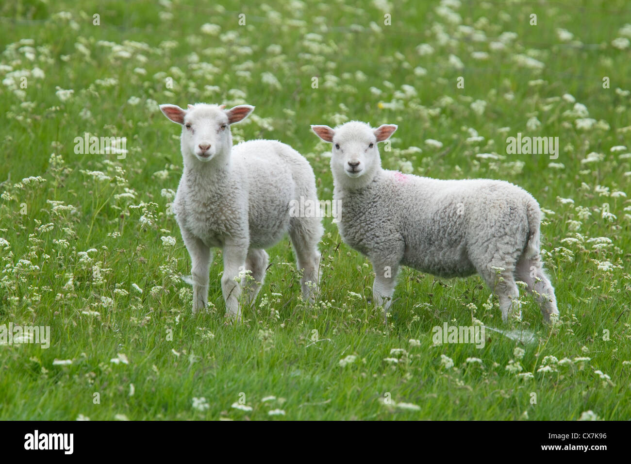 Spring lambs flowers hi-res stock photography and images - Alamy
