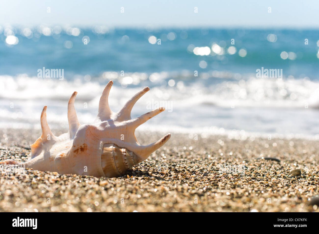 seashell on the sand of seashore Stock Photo - Alamy