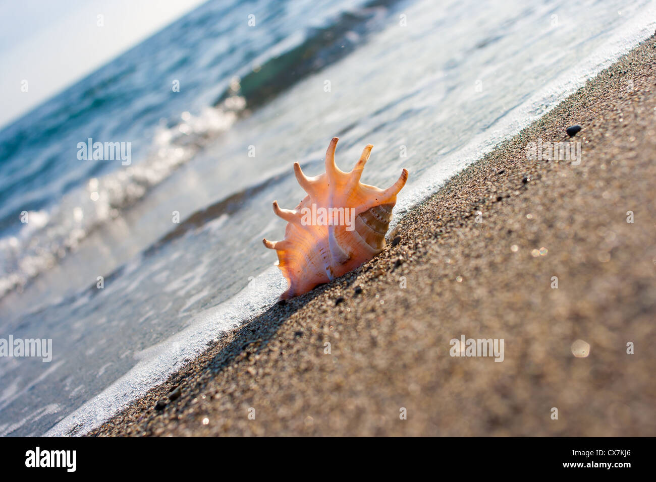 seashell on the sand of seashore Stock Photo - Alamy