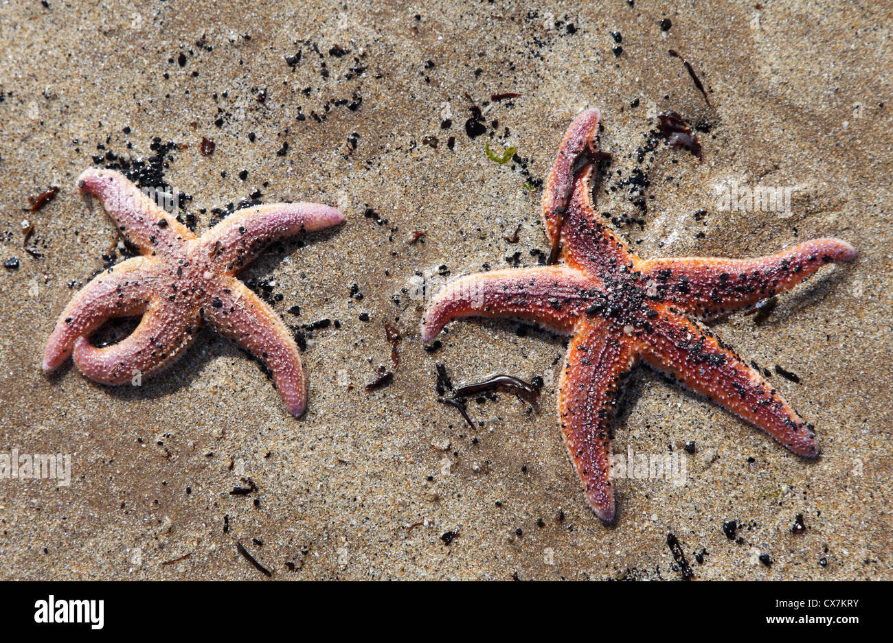 Two Starfish On Beach