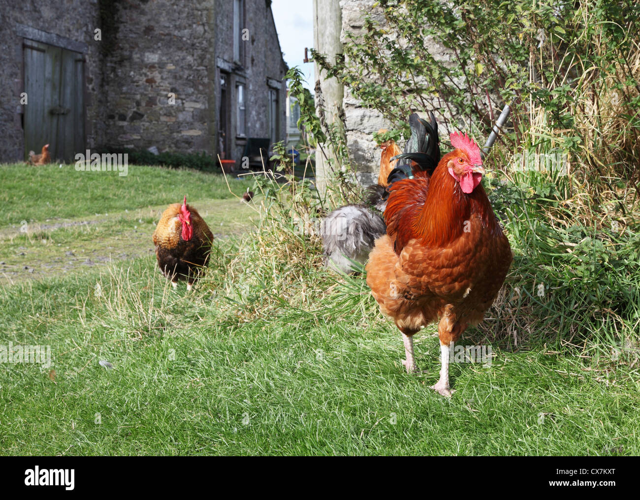 Free range cockerel near hi-res stock photography and images - Alamy