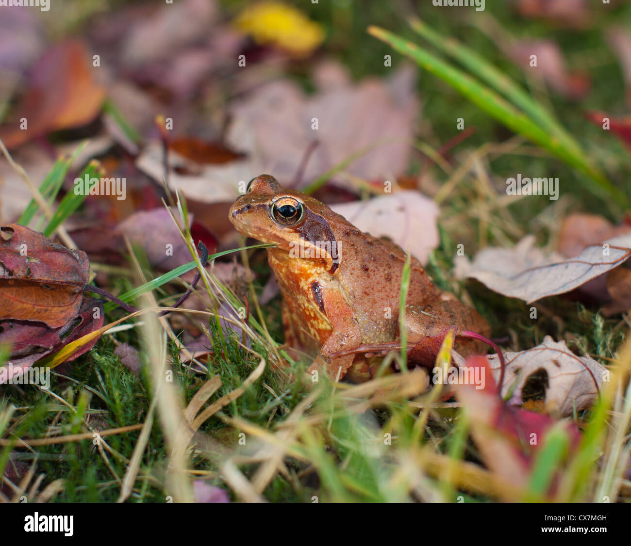 common frog or european brown frog perfectly camouflated between the ...