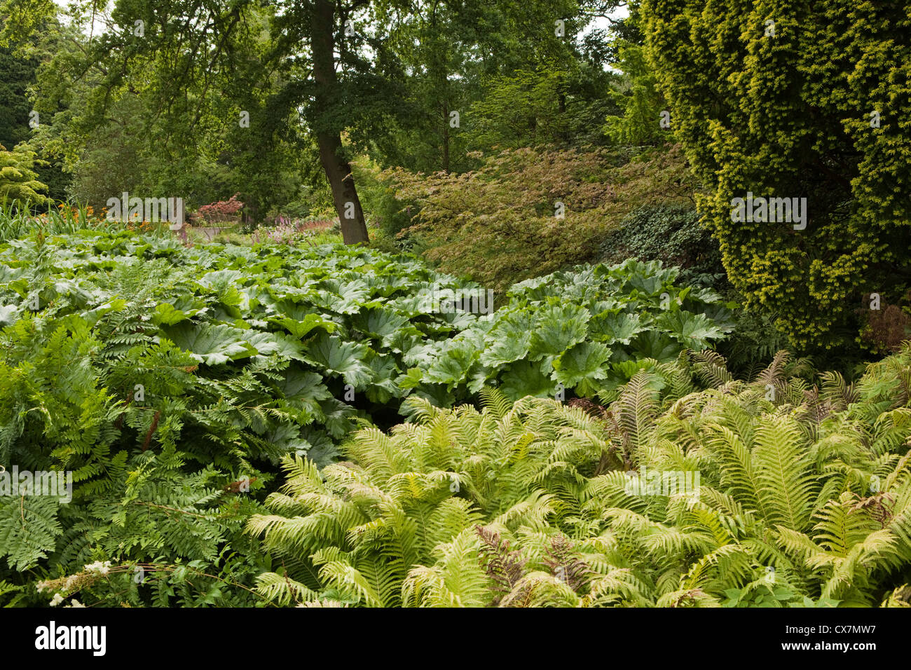 Streamside planting at RHS Garden Harlow Carr near Harrogate in North ...