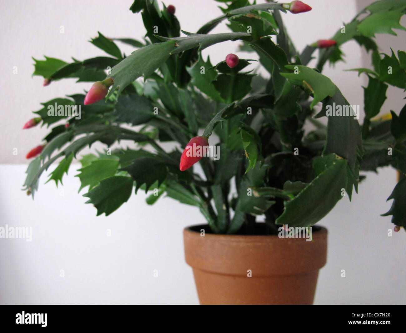 Christmas cactus hi-res stock photography and images - Alamy