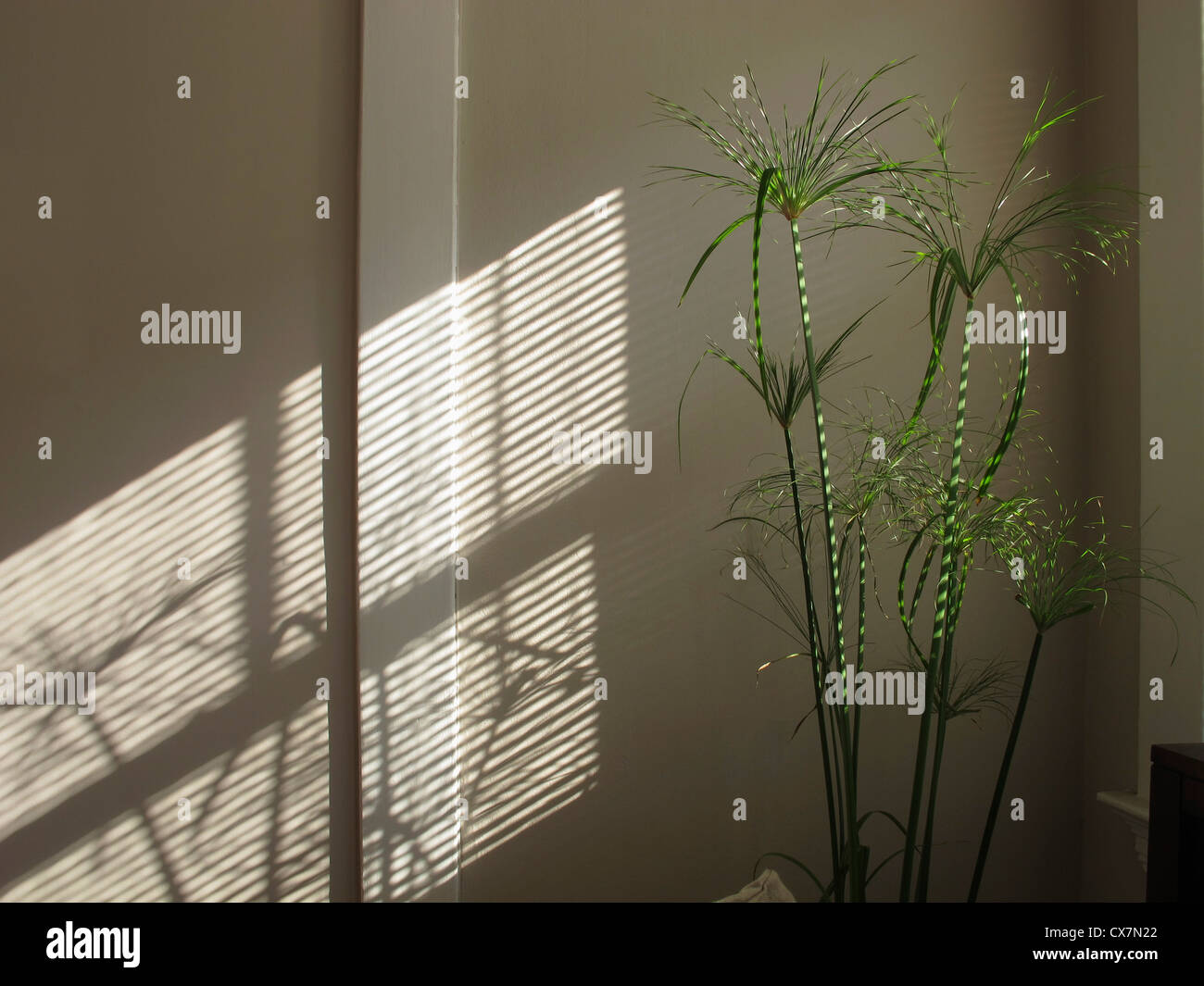 Papyrus plant striped with sunlight and shadow through blinds ...