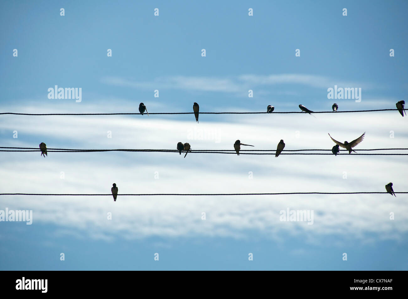 Birds on wires Stock Photo - Alamy