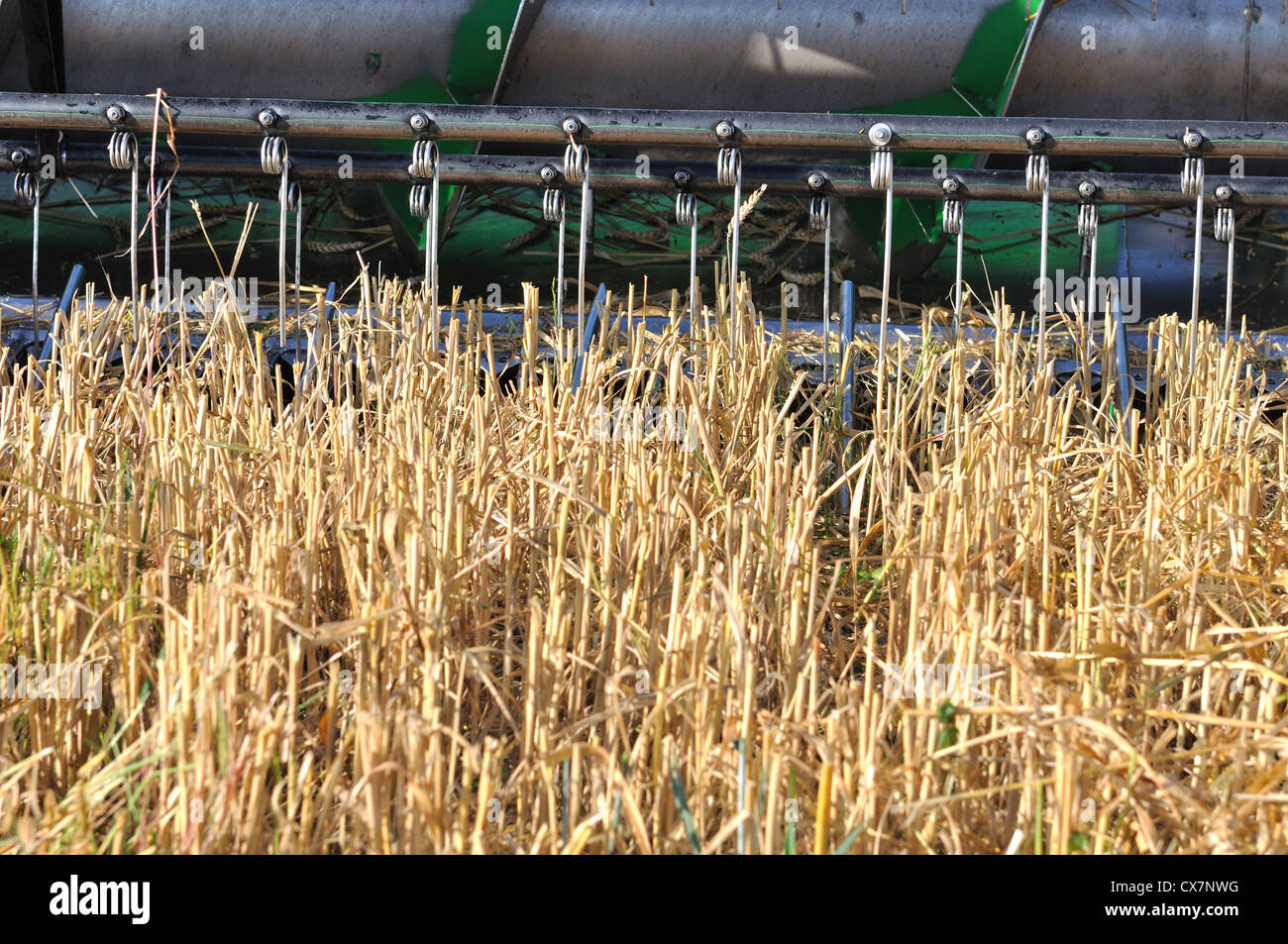 part of a combine cutting a field of wheat Stock Photo - Alamy