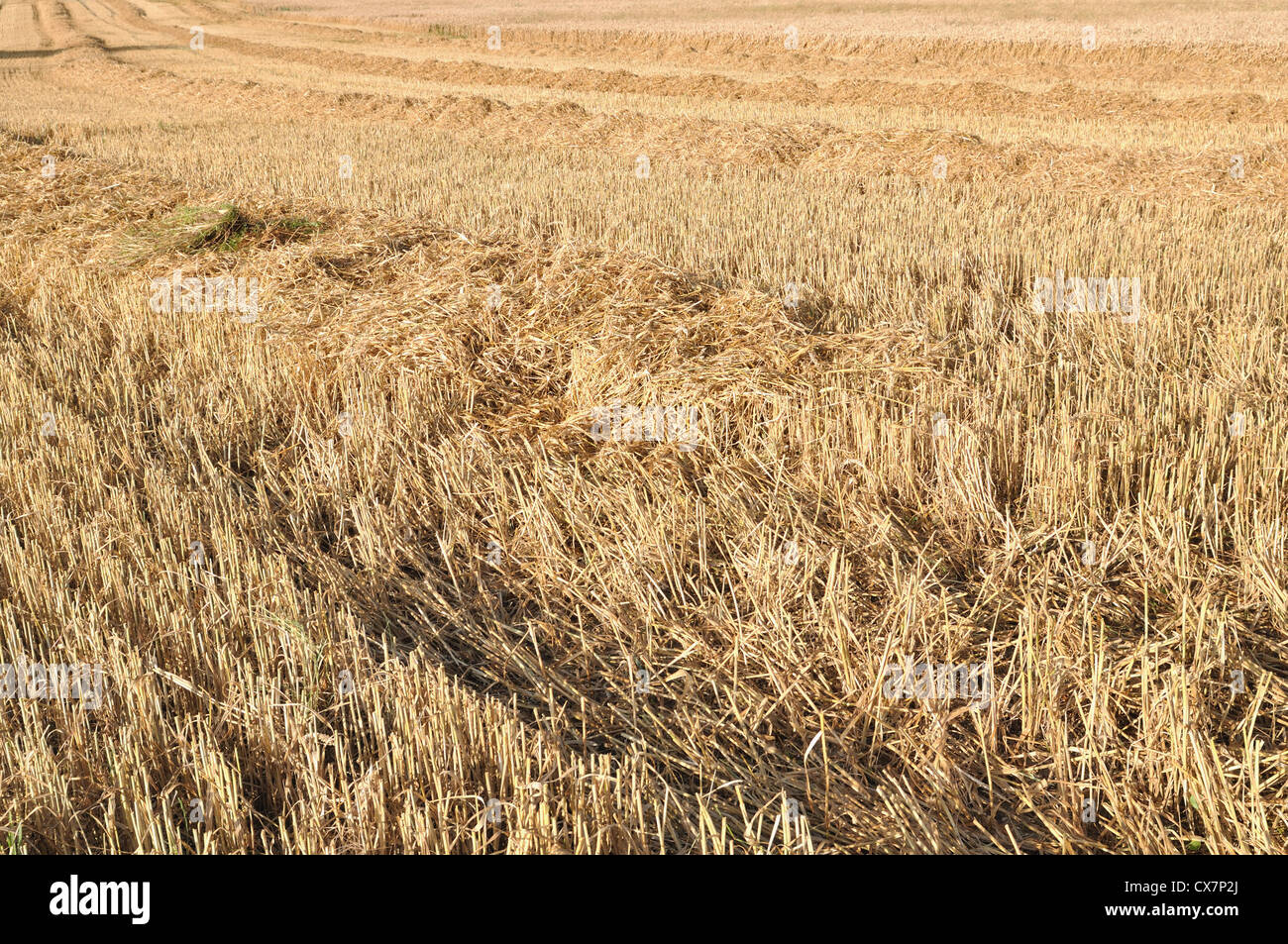 large wheat field freshly harvested Stock Photo - Alamy
