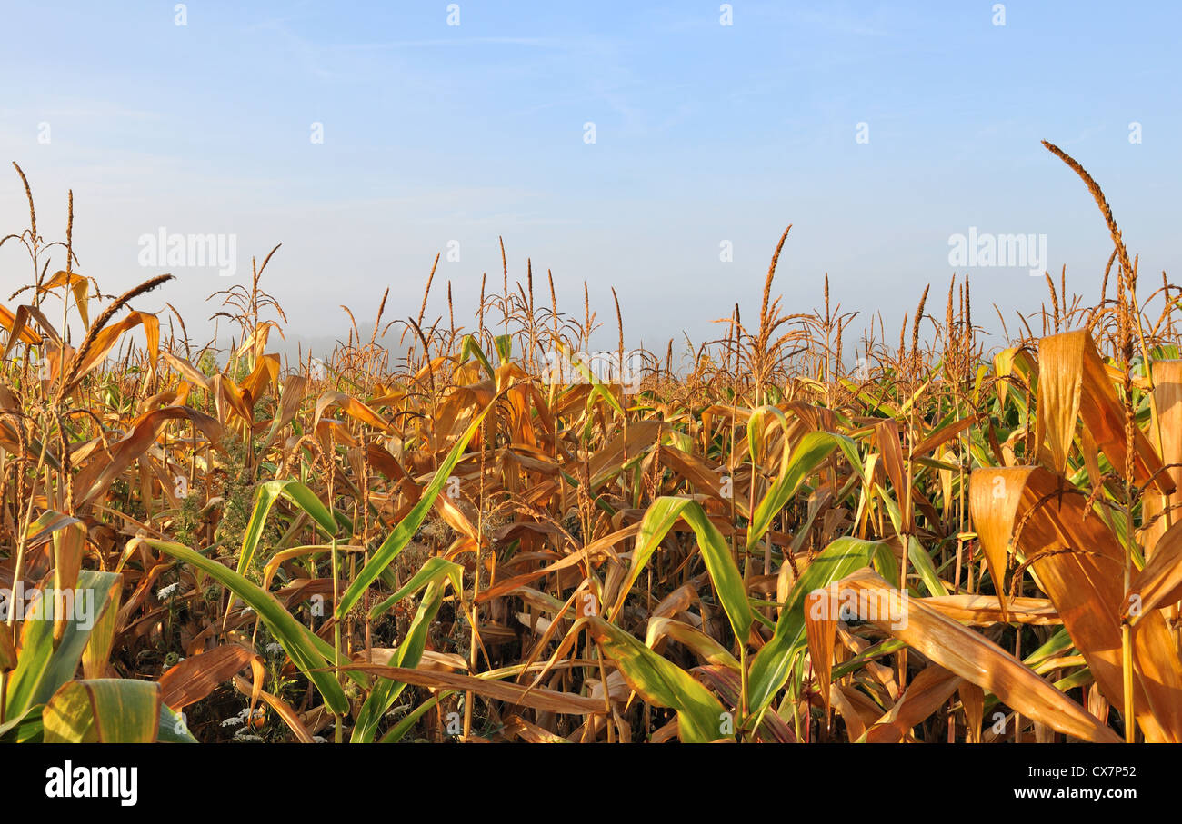 golden leaves of maize under blue sky Stock Photo - Alamy