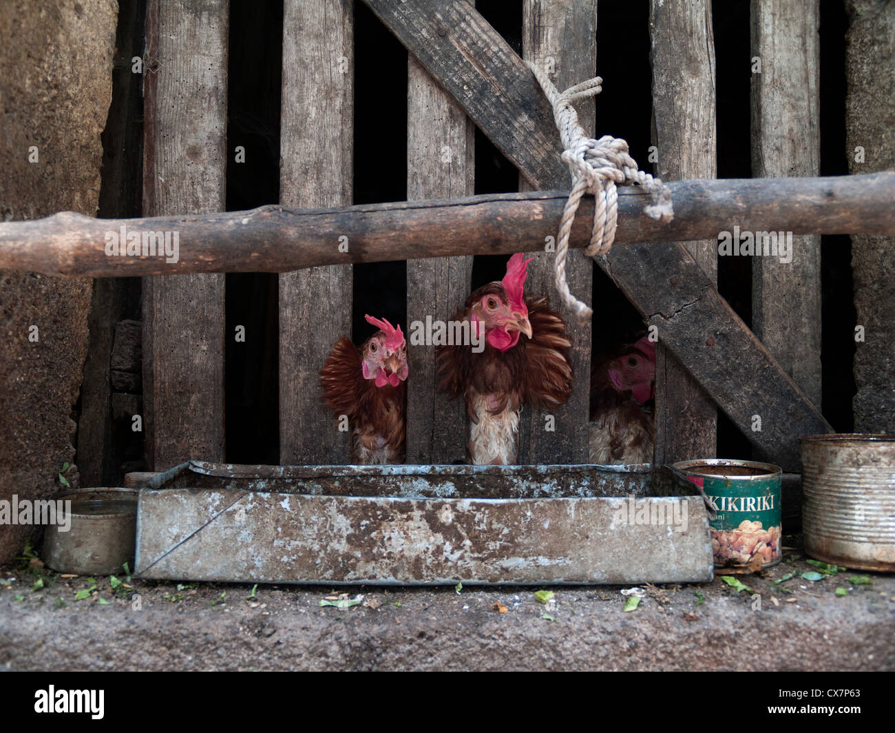 Two chicken heads hi-res stock photography and images - Alamy