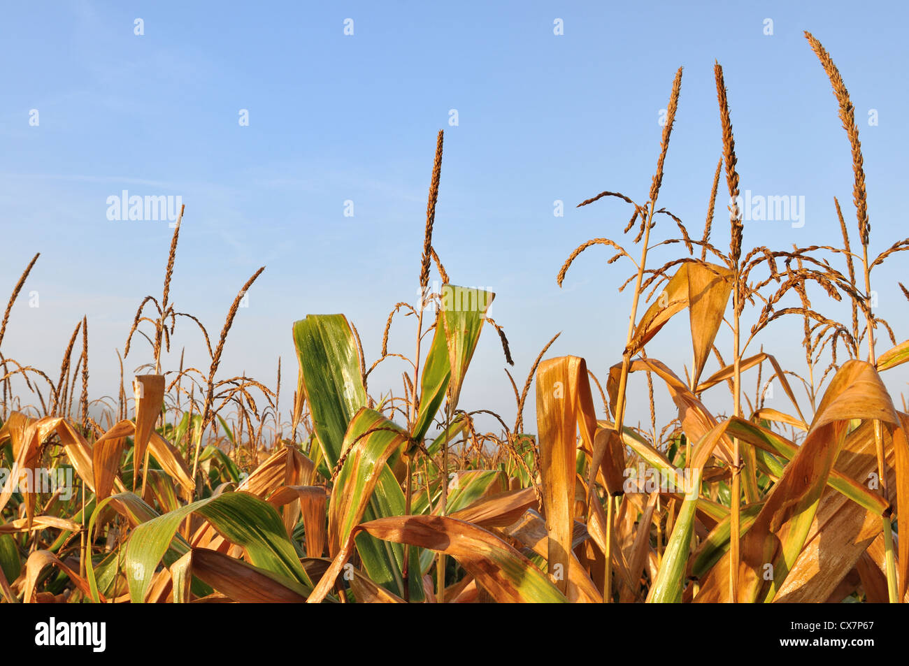 golden leaves of maize under blue sky Stock Photo - Alamy