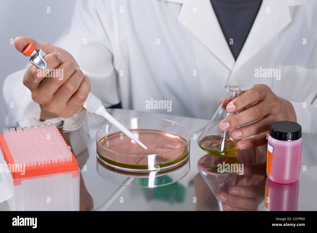 A research scientist using a pipette on a Petri dish Stock Photo - Alamy