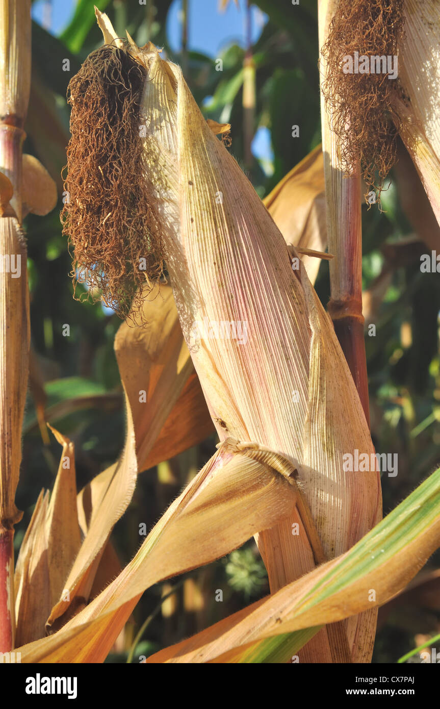 corn cob covered with foliage in a field Stock Photo - Alamy