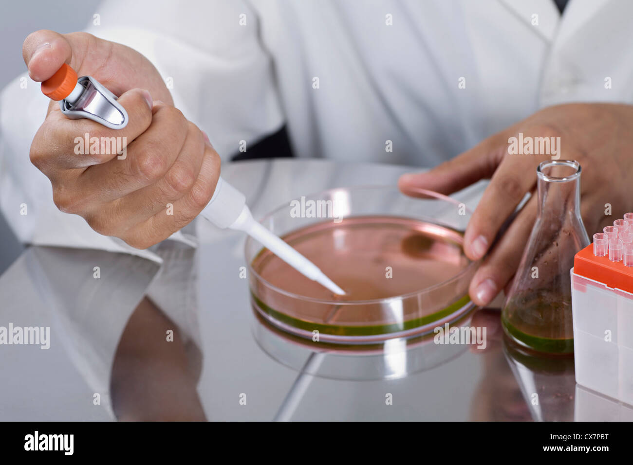 A research scientist using a pipette on a Petri dish Stock Photo - Alamy