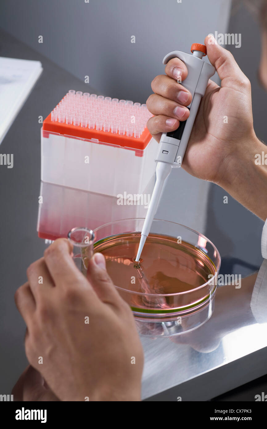 A research scientist using a pipette on a Petri dish Stock Photo - Alamy