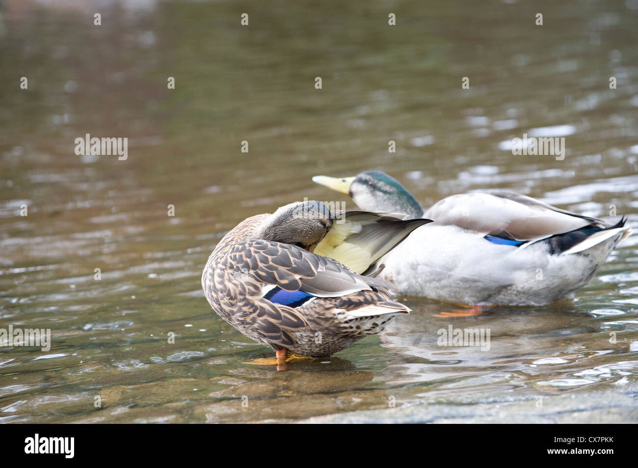 Duck preening hi-res stock photography and images - Alamy