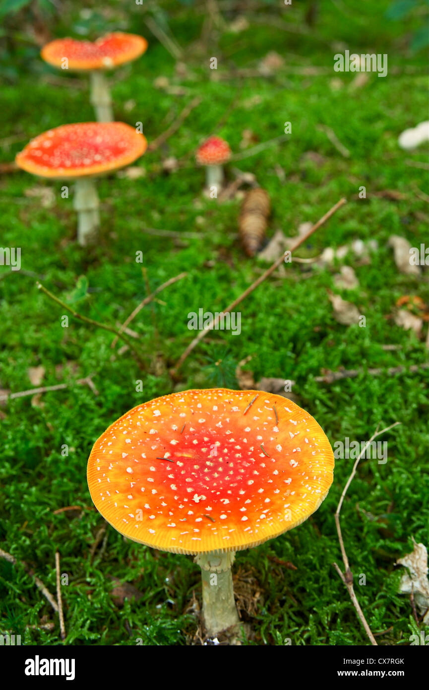 Giftpilz hi-res stock photography and images - Alamy