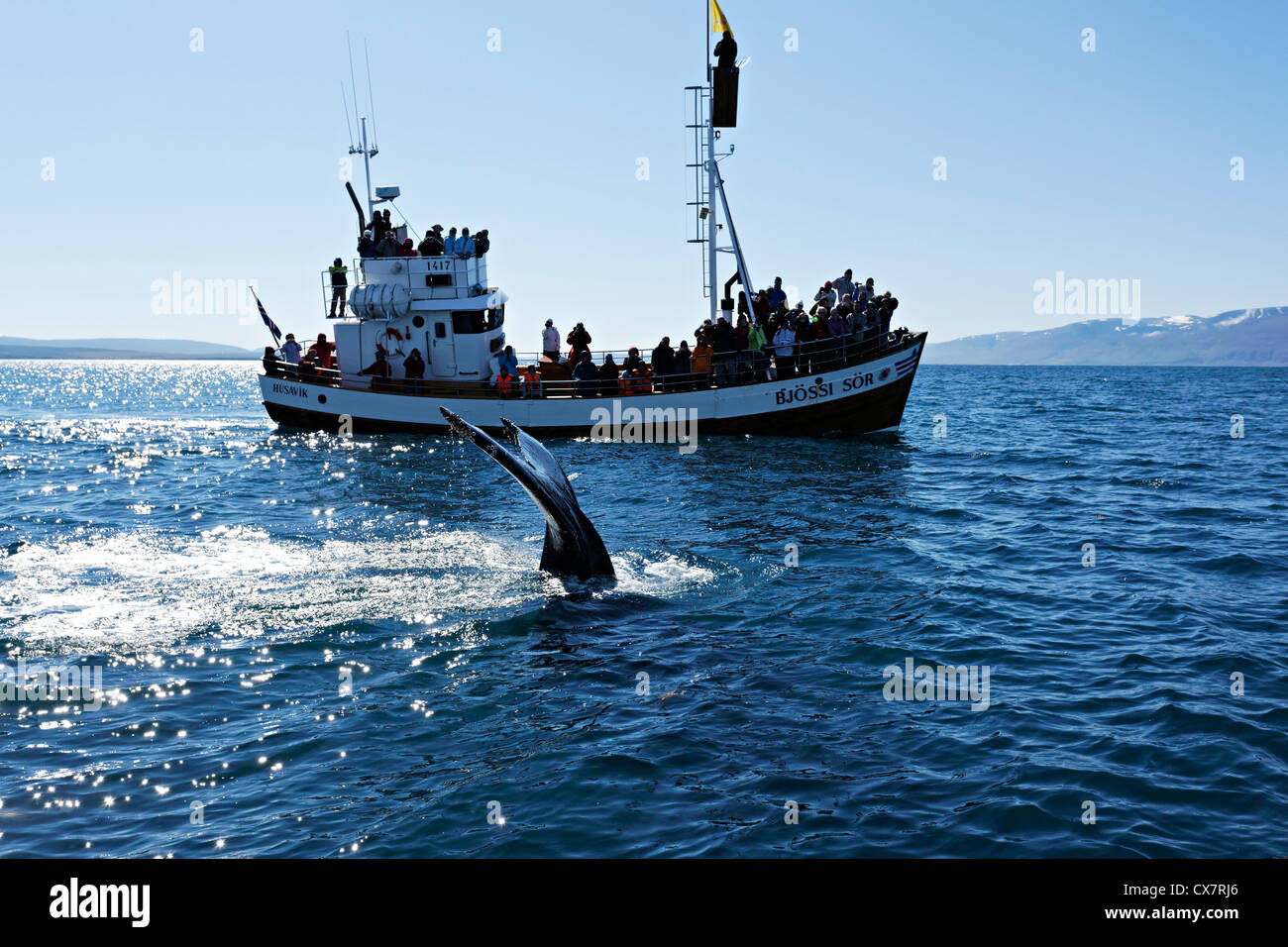 Humpback whale and boat, Húsavik Iceland Stock Photo - Alamy